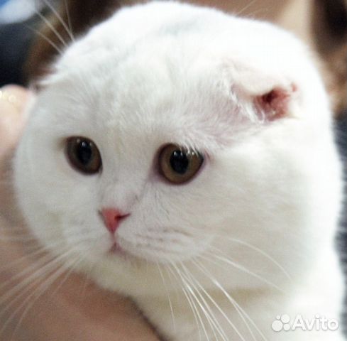 Шикарная белоснежная вислоухая красавица, 1год