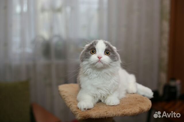 Шотландский красавец