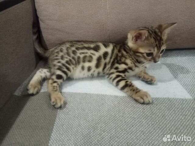 Котёнок бенгал