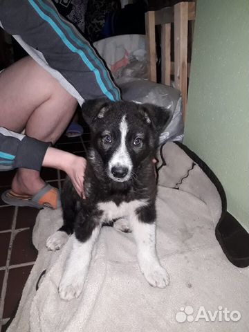 Шикарный щенок метис в дар