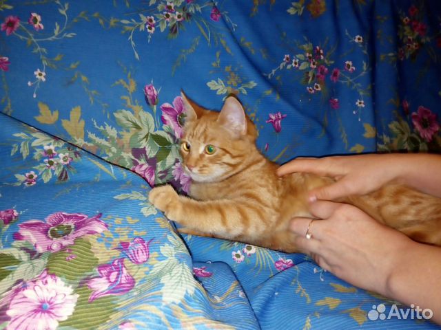 Отдам рыжего котенка