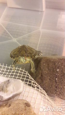 Отдам черепашку в хорошие руки
