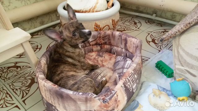 Продам щенка