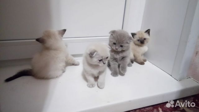 Чистокровные шотландцы