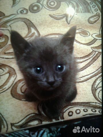 Котенок британской серой