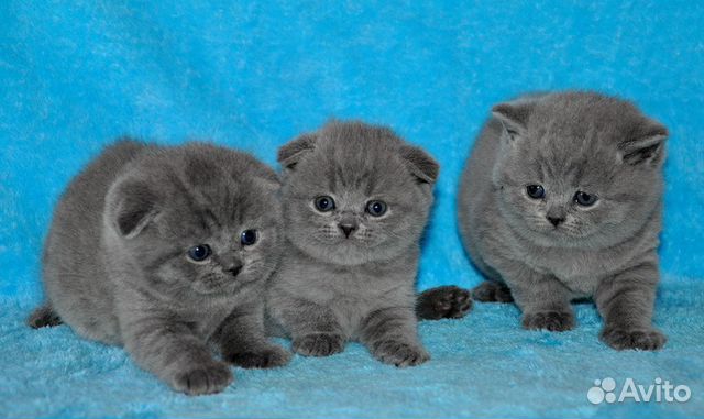 Котики и кошечки