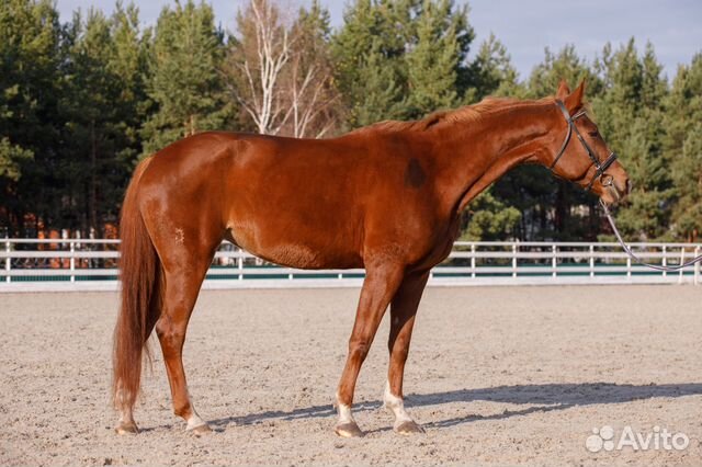 Тракененская кобыла