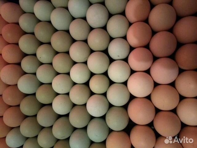 Инкубационные яйца Кучинской и Австролорпов