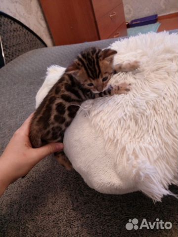 Бенгальская красотка