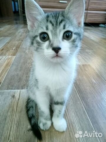 Отдам милейших котяток в добрые руки