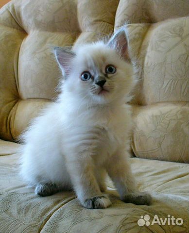 Невские маскарадики