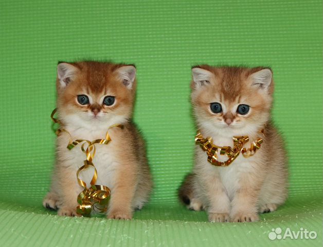 Золотые подарочки