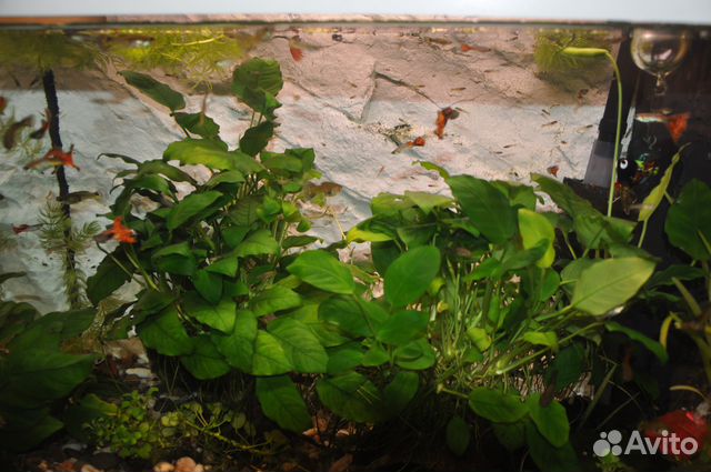 Гуппи и эхинодорус подарю