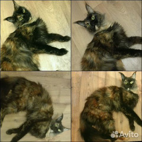 Кошечка мейн кун