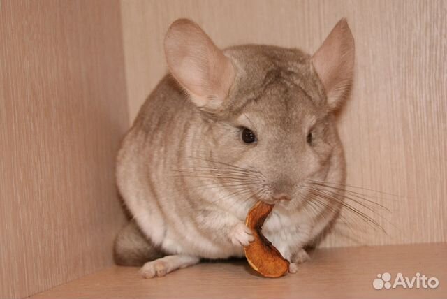 Шиншилла Гетеробежевый, носитель Ангоры (самец)