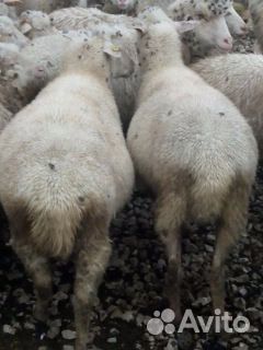 Продам ягнят и котных овец