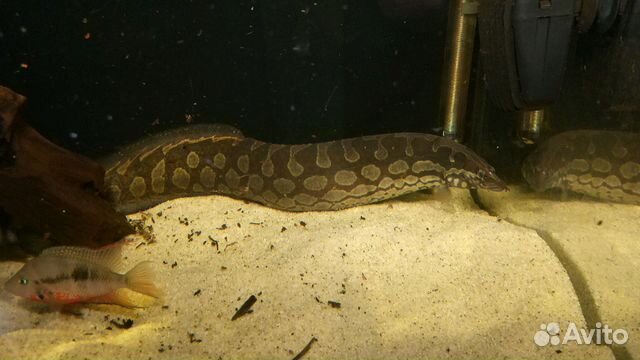 Мастацембел Арматус