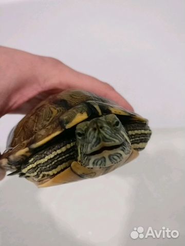 Черепаха мальчик