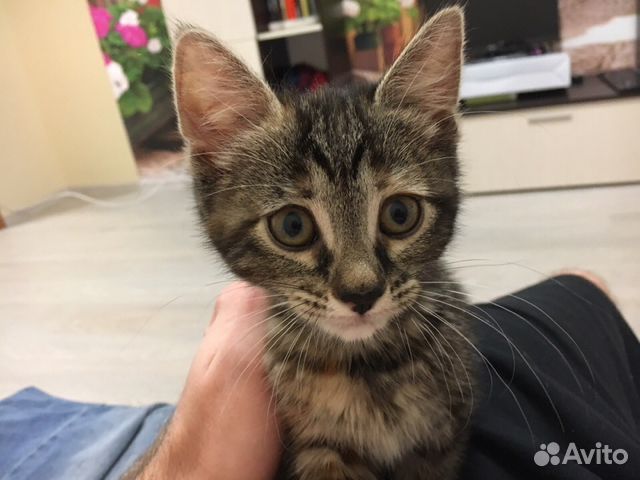 Котята: шотландка (1/2 сибираская) и британка