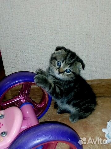 Шотландцы котята