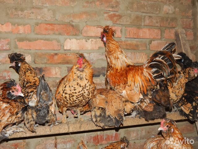 Куры павловские