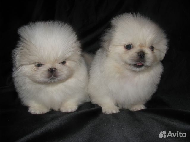 Пекинесы, мальчики, снеговички