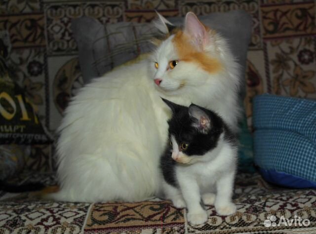 Новогодние котята