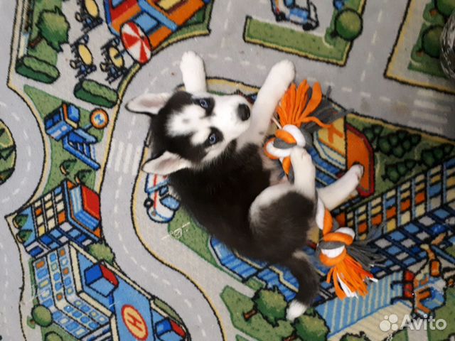 Сибиркие хаски