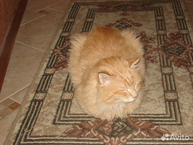 Котик Персик в добрые ручки