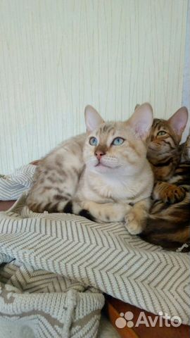 Бенгальская