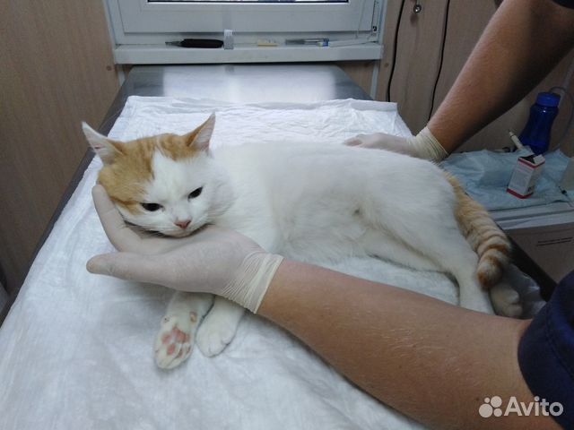 Ищем дом котейке