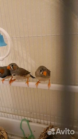 Амадины девочка