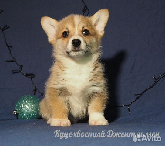 Вельш Корги Пемброк. Самые Сладкие Детки тут