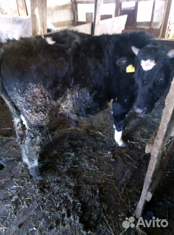 Обменяю быка