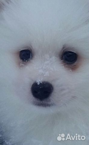 Снежок