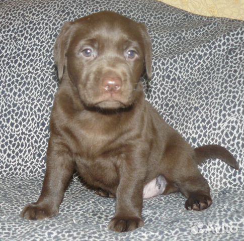 Лабродор шоколад:мальчики и девочки и чёрные пацан