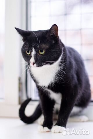 Молодой котик Шах с травмой позвоночника