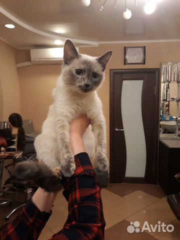 Ищет дом кошечка Аиша