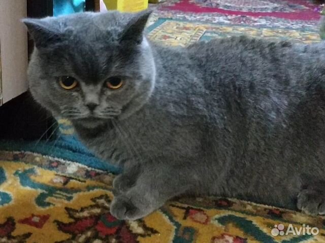 Британская