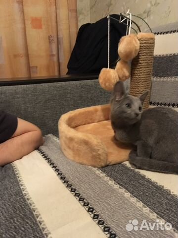 Котёнок русская голубая