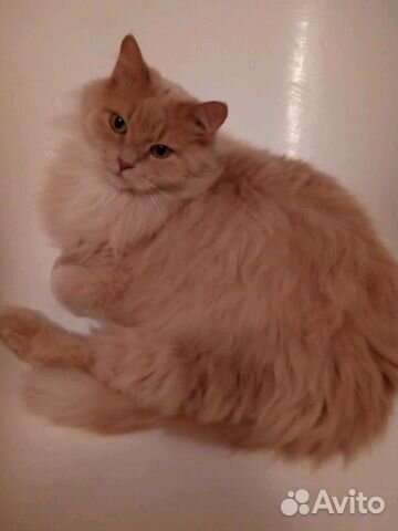 Полуперсидский котик