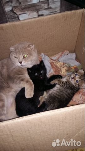 Котик от британки