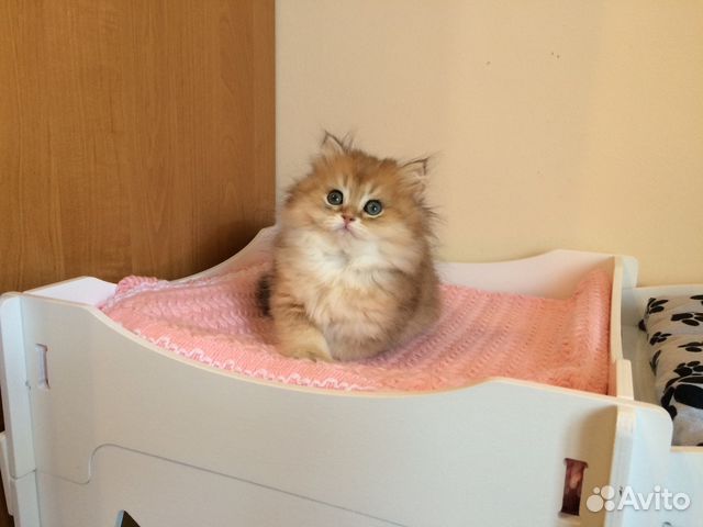 Британские котята