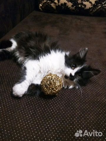 Василиса котёнок