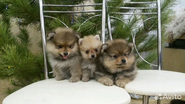 Шпицульки красатульки