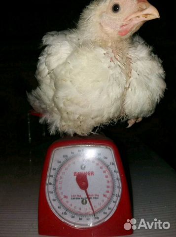 Инкубационное яйцо