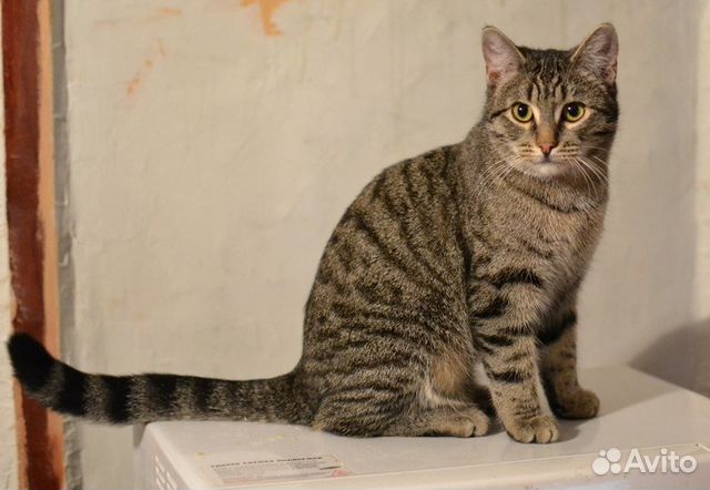 Кот ищет хозяев. Полосатый, камышовый
