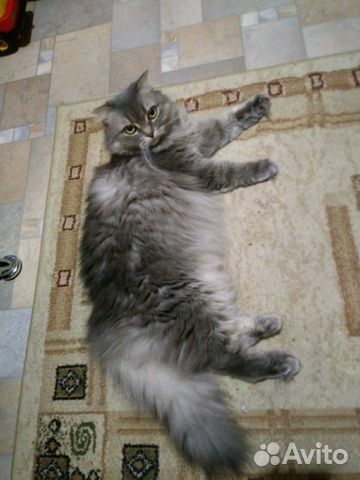 Отдам кошку в хорошие руки