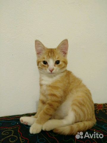 Котенок порода Мур-Мур