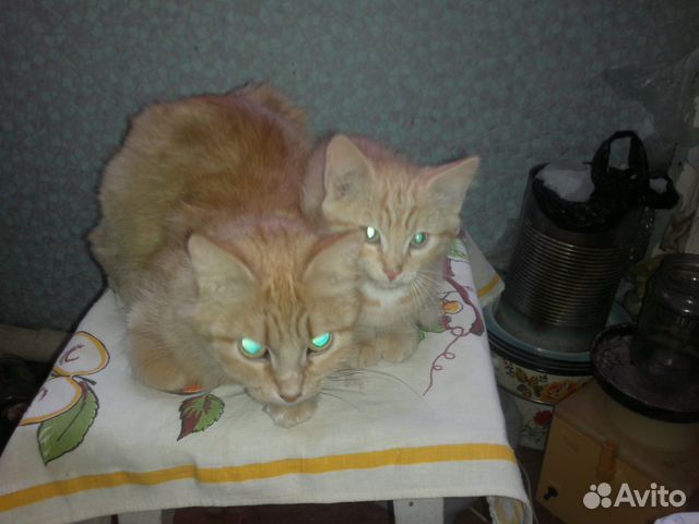 Котята 1,5 мес. (6 недель)